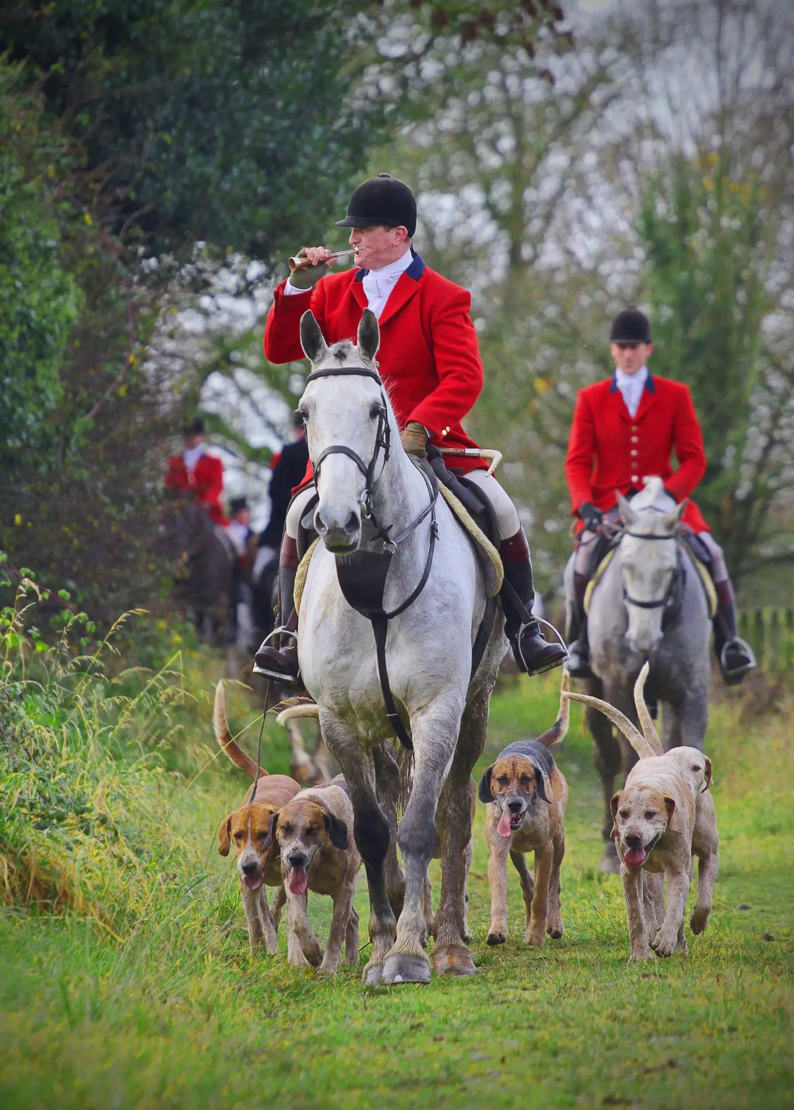 fox hunting