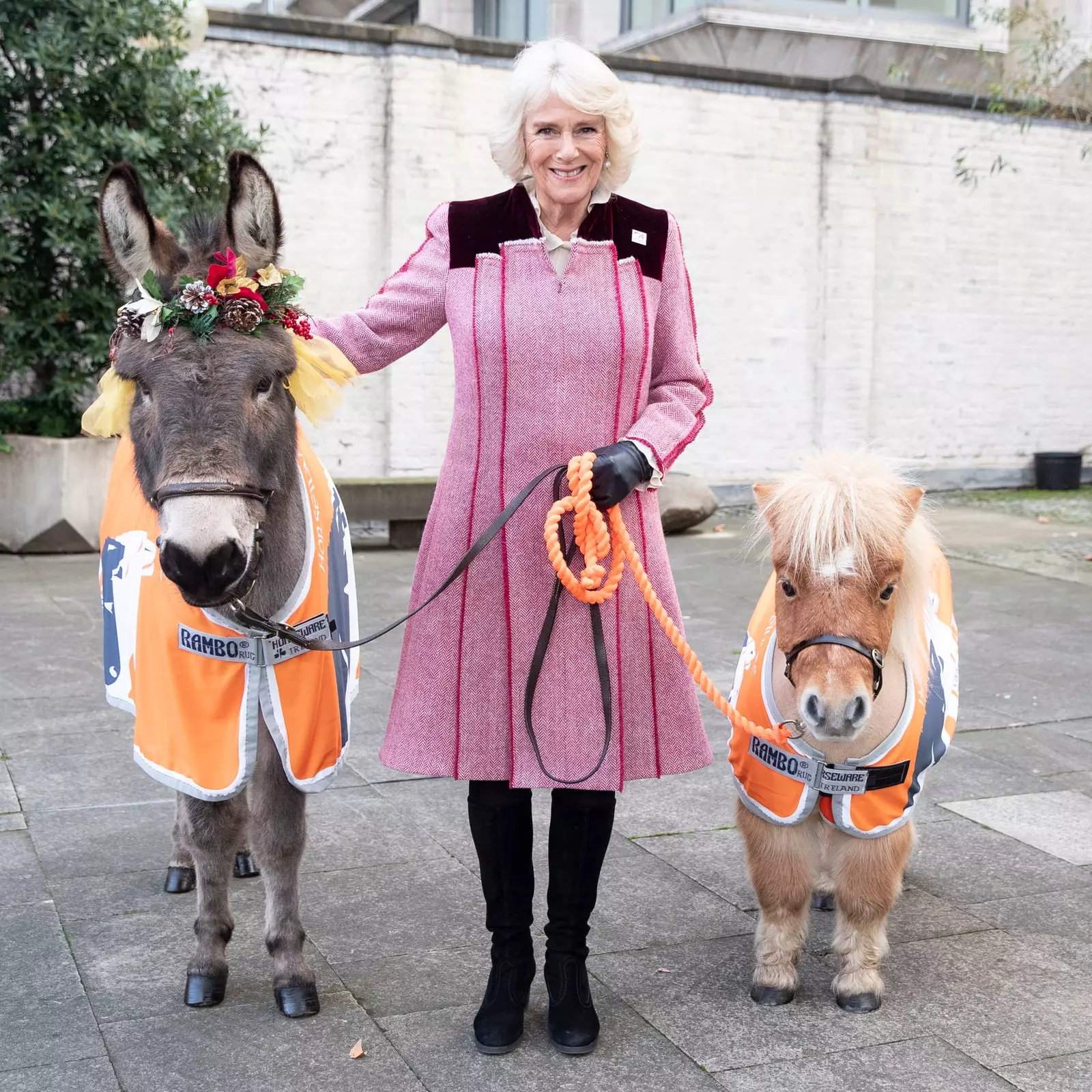 Camilla Duchess ti Cornwall pẹlu Ollie kẹtẹkẹtẹ ati Harry pony ni iṣẹlẹ ifẹ ni Guards Chapel London.