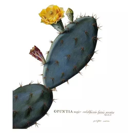 Opuntia Ficus Indica