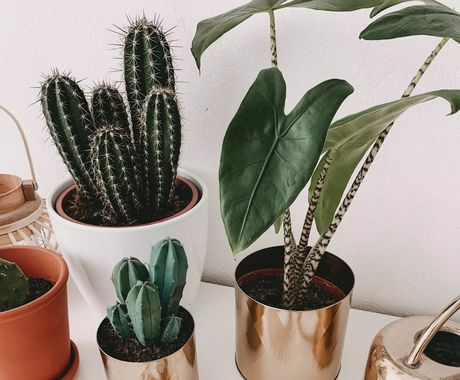 Les meilleurs accessoires pour arroser vos plantes pendant vos vacances