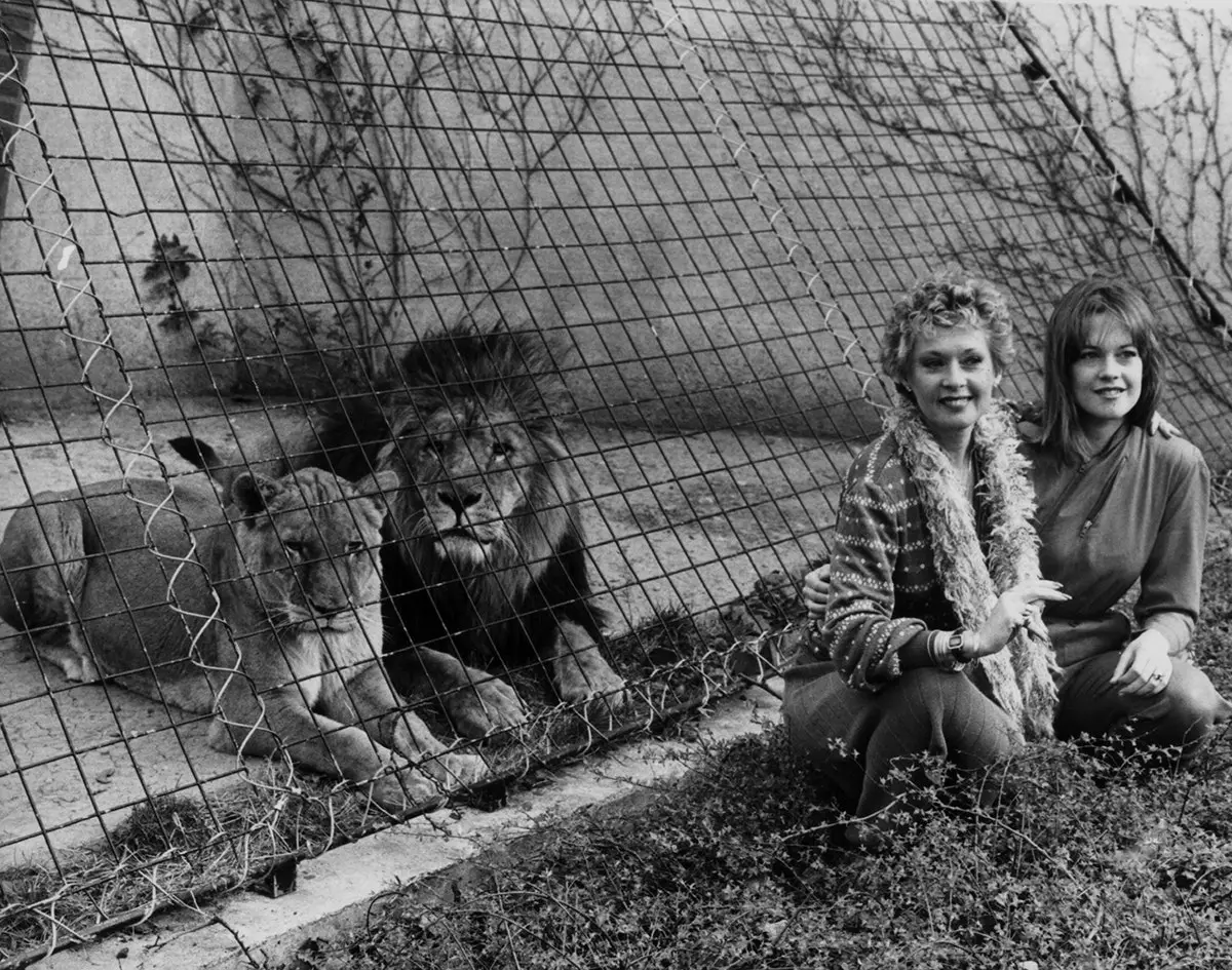 Tippi Hedren ja hänen tyttärensä Melanie Griffith poseeraavat leijonien kanssa Lontoon eläintarhassa mainostaakseen Roaria sen ensi-illassa...