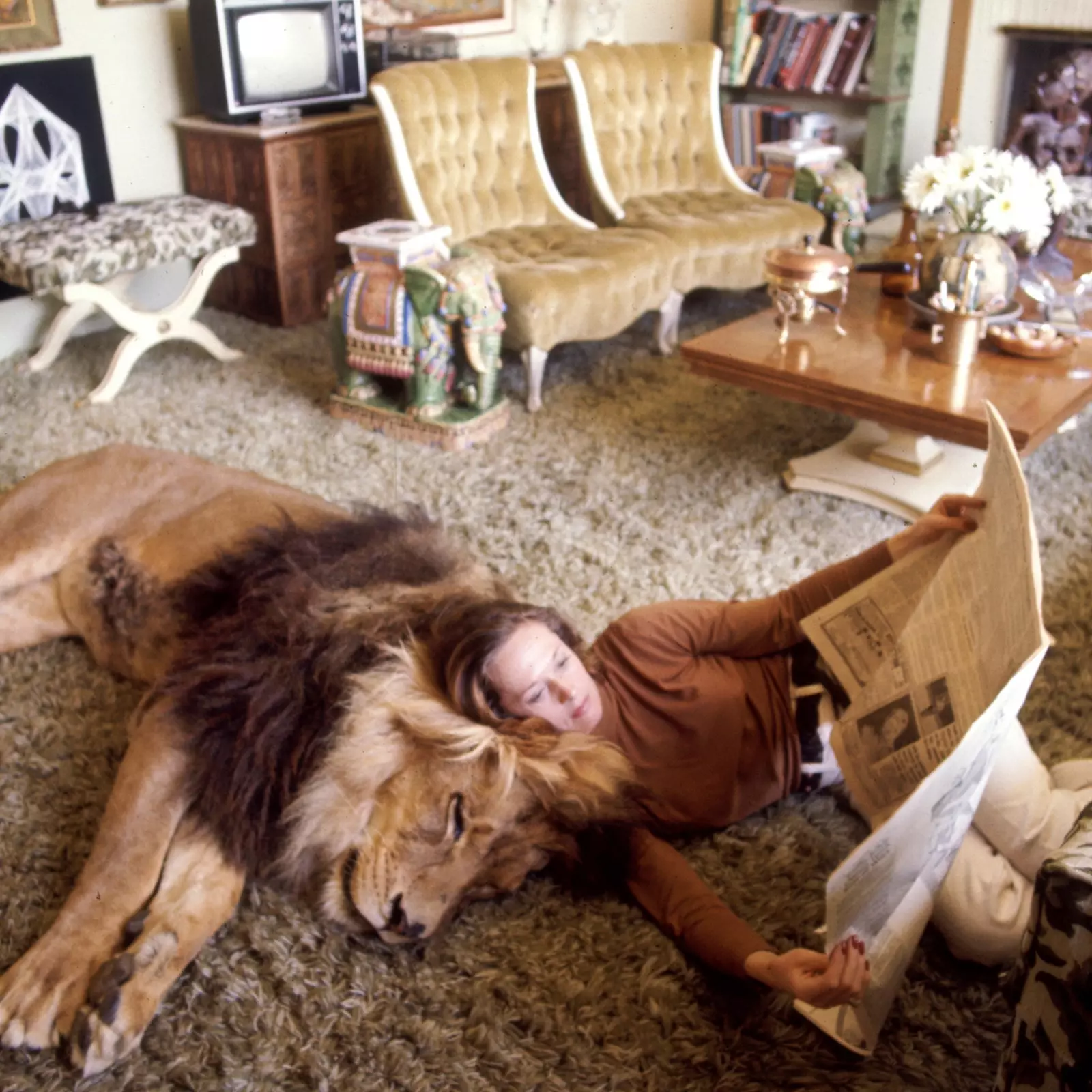 Tippi Hedren yn darllen y papur newydd yn pwyso ar Neil ei llew anwes yn ei chartref yn Sherman Oaks California Mai 1971