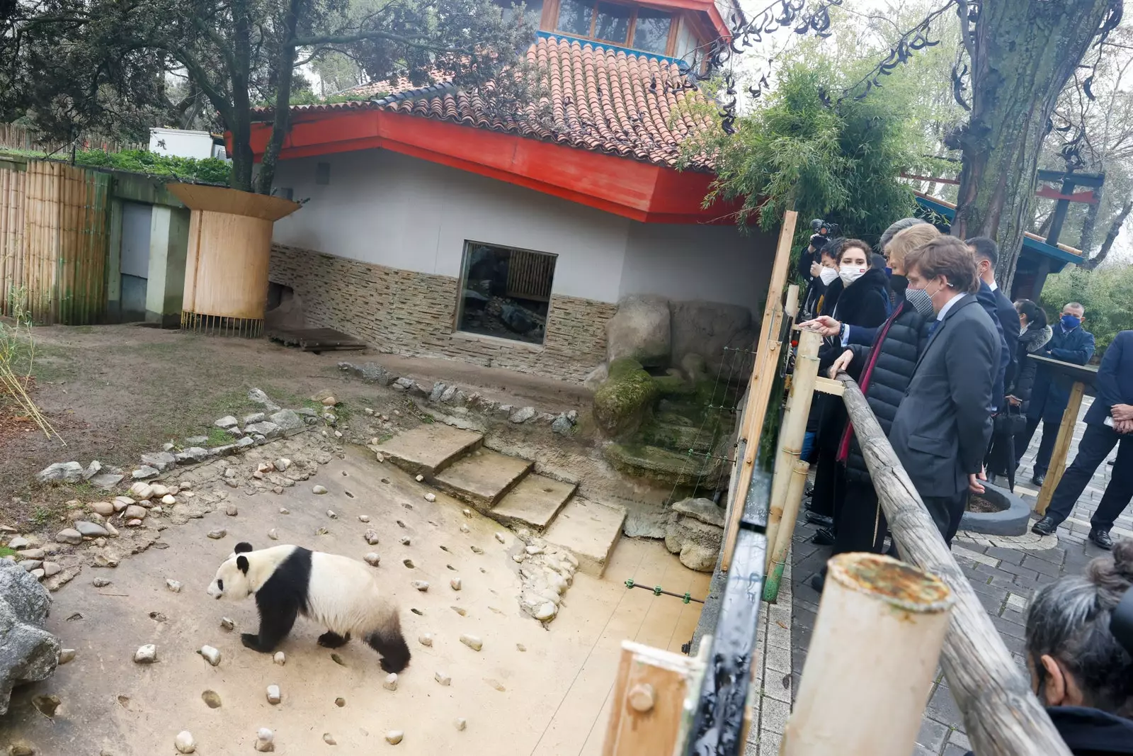 Queen Sofía li Zoo Madrîdê serdana pandayên nû dike