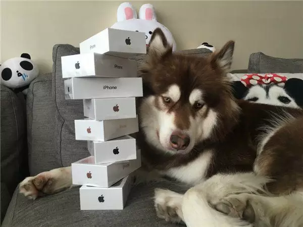 Keke de husky fan de acht iPhones.