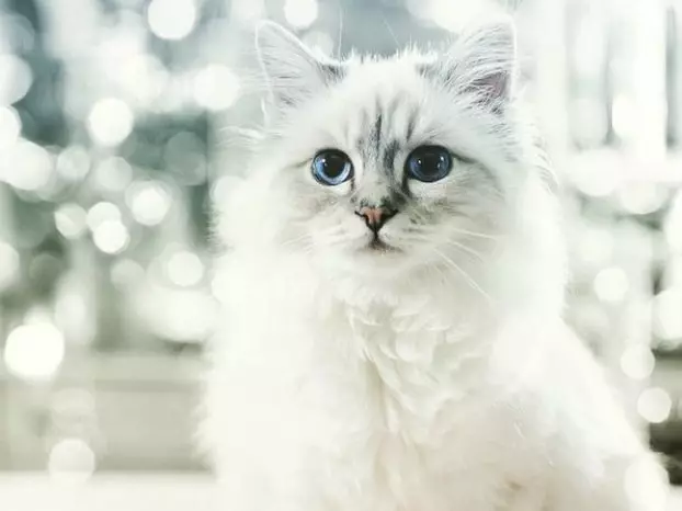 'Choupette ilay saka milionera nataon'i Karl Lagerfeld