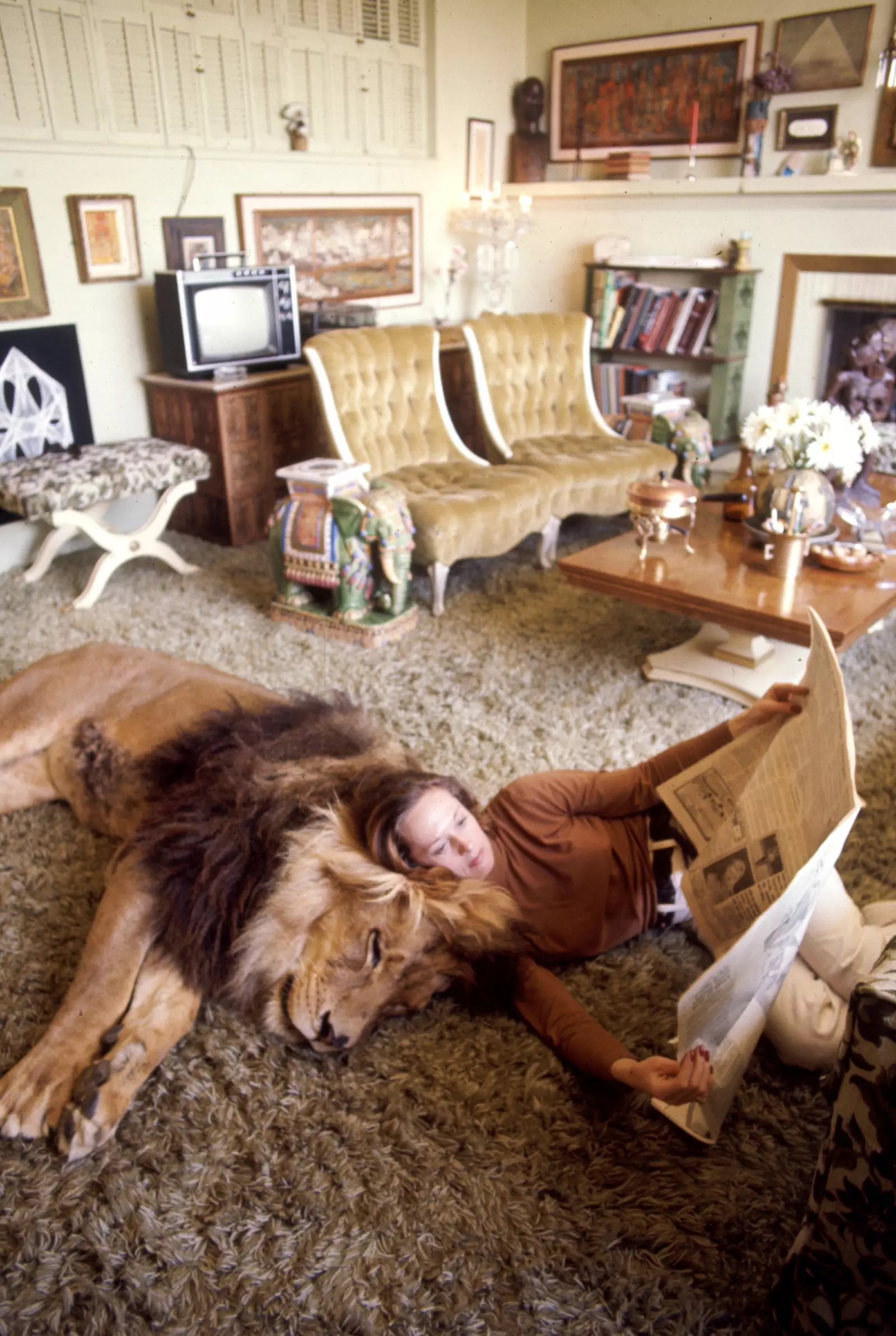 Tippi Hedren, 1971-nji ýylyň maý aýynda Kaliforniýanyň Şerman Oaks şäherindäki öýünde öý haýwany arslan Neiliň üstüne daýanýan gazet okaýar