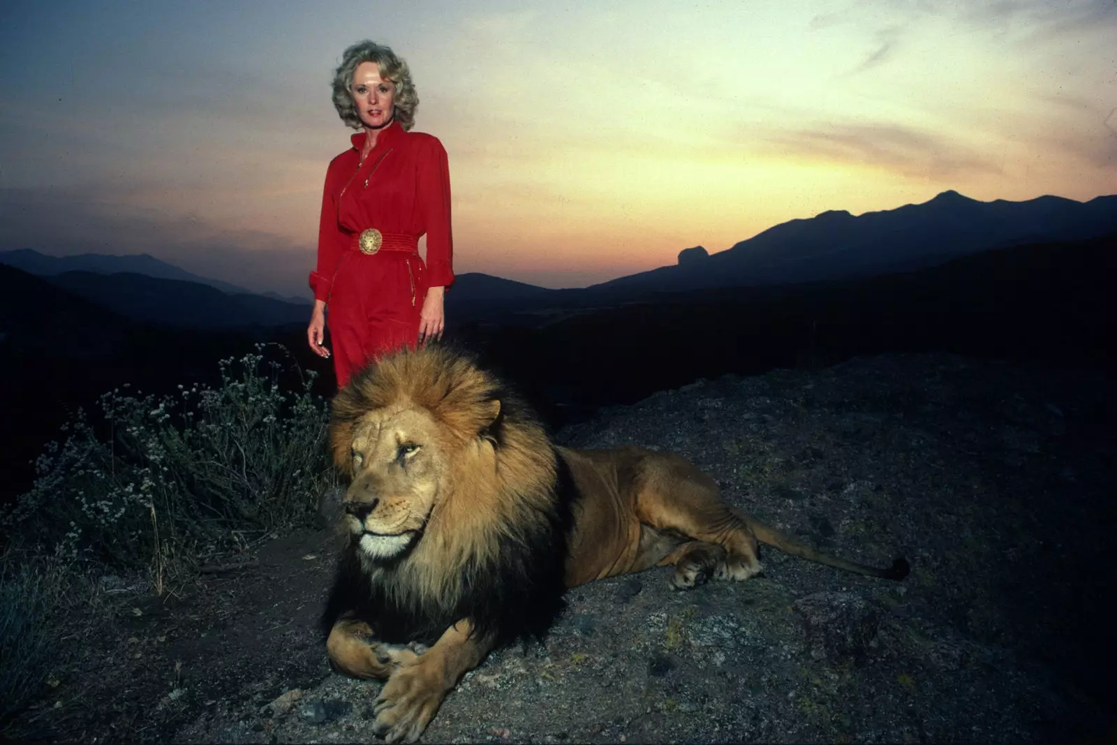 Tippi Hedren na Reserva Animal Saugus em 1983.