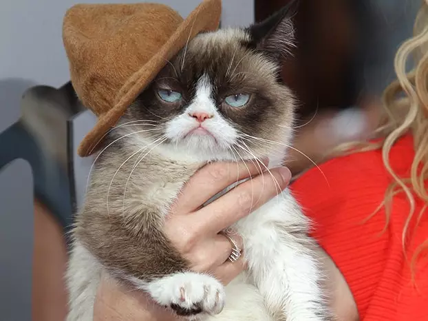 Grumpy Cat เป็นเศรษฐี แต่ยังหาความสุขไม่ได้..