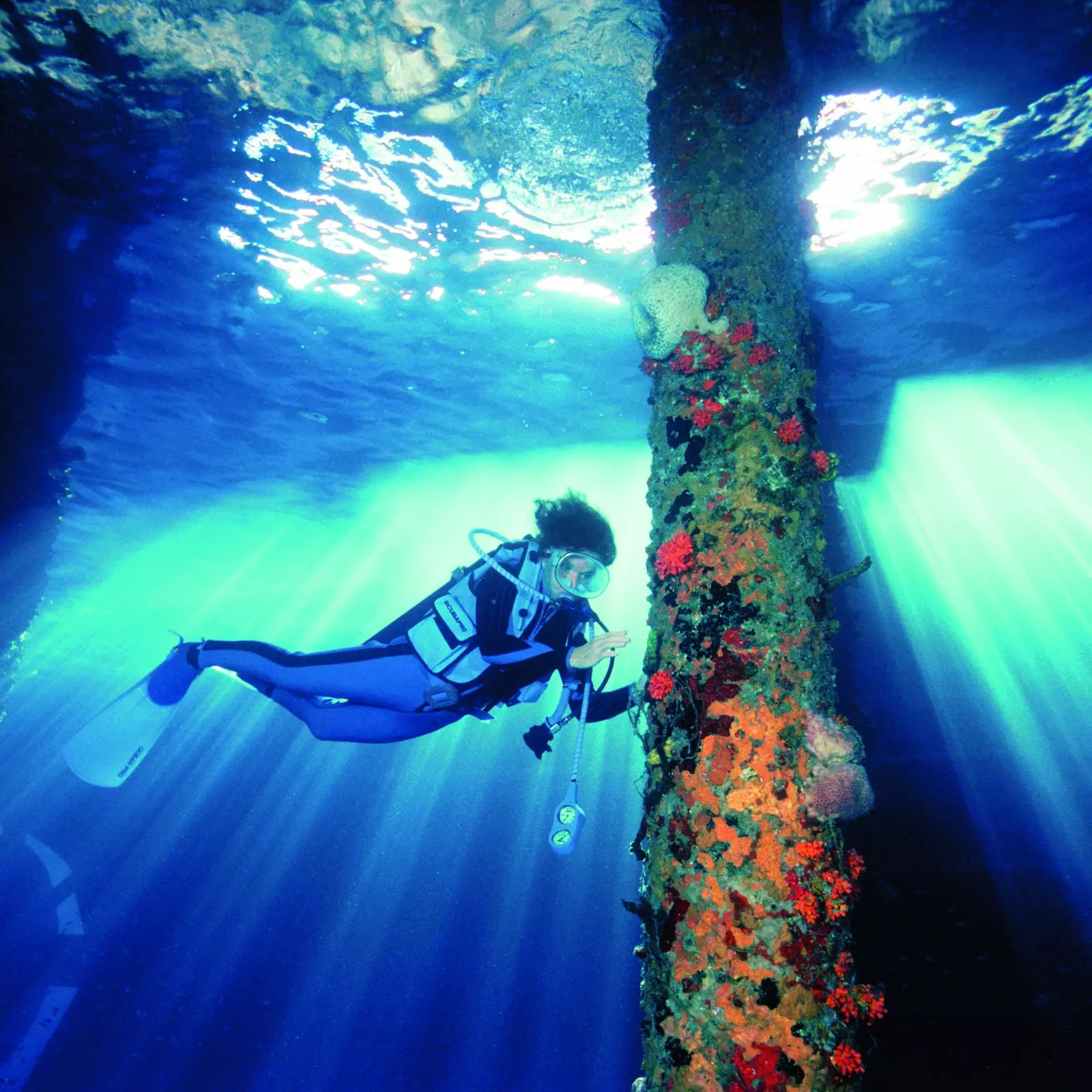 Sylvia Earle fotograferet i 2009 under et af sine dyk.