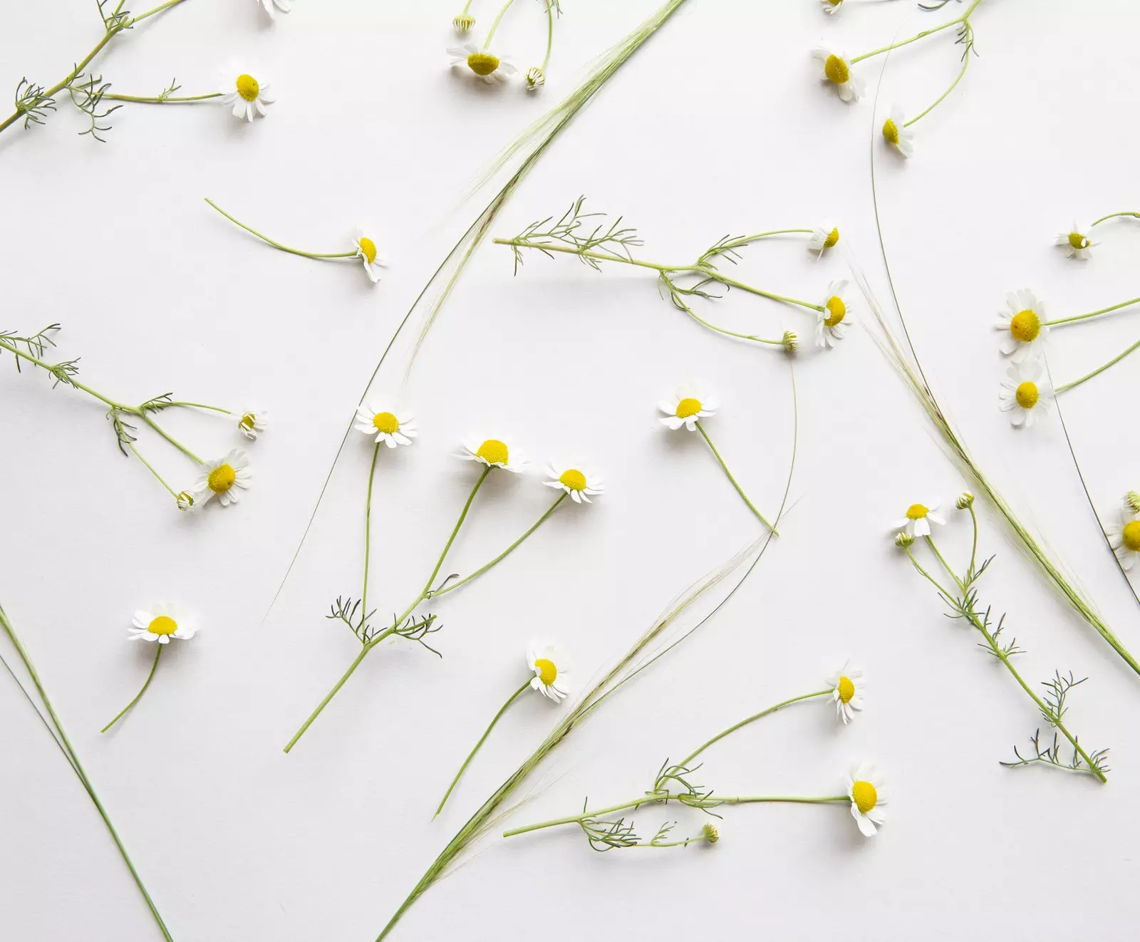 Tout ce que la camomille peut faire pour votre peau