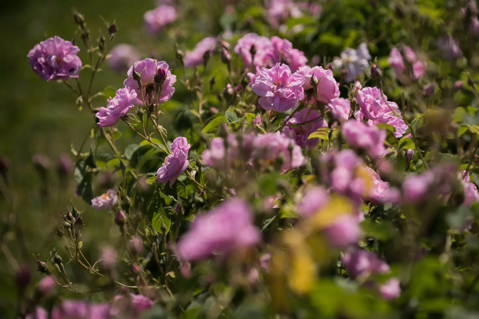 फूलों के लिए क्रिश्चियन डायर के जुनून की कहानी ने उन्हें एक बगीचे की खेती करने के लिए प्रेरित किया