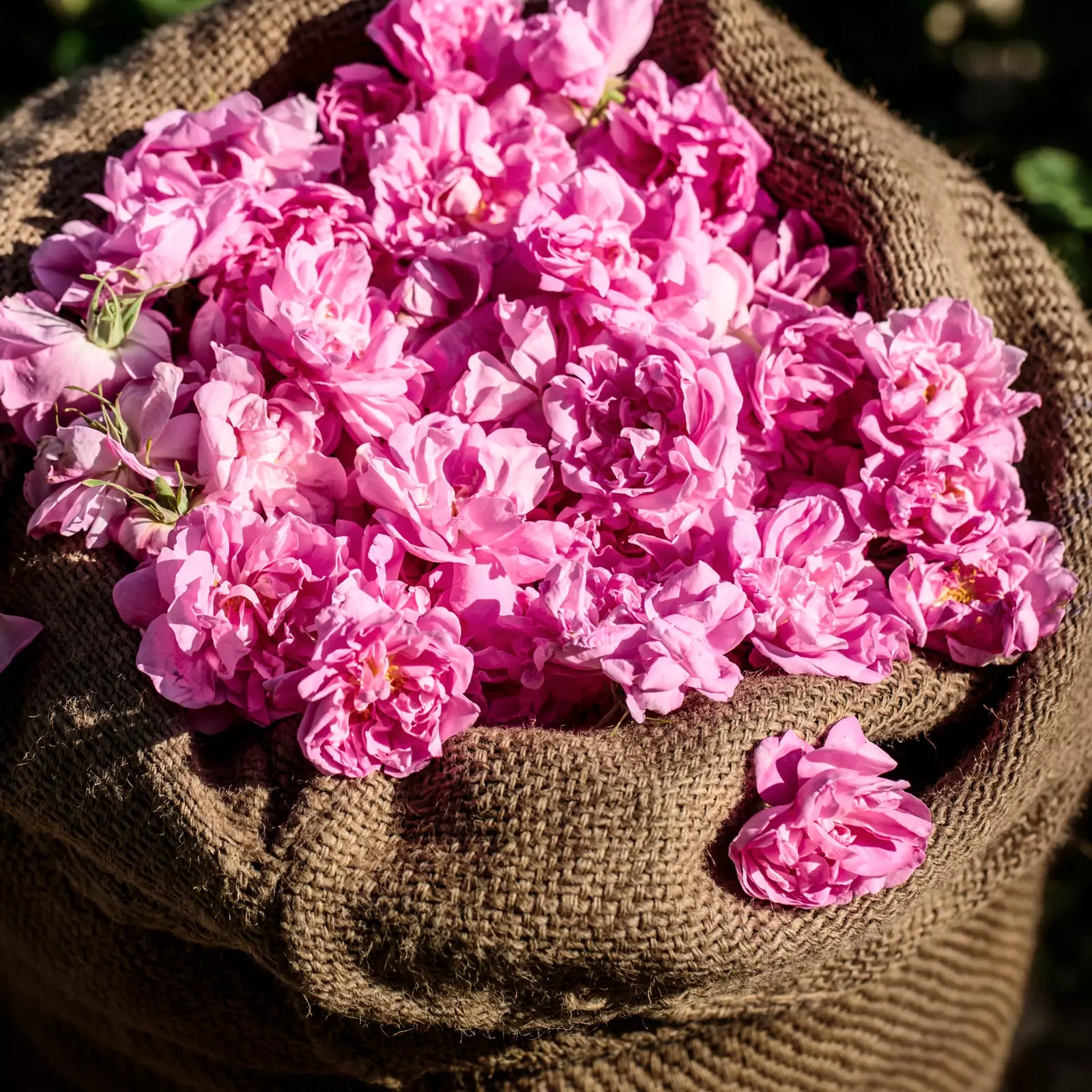 הסיפור על איך התשוקה של כריסטיאן דיור לפרחים הובילה אותו לטפח גינה