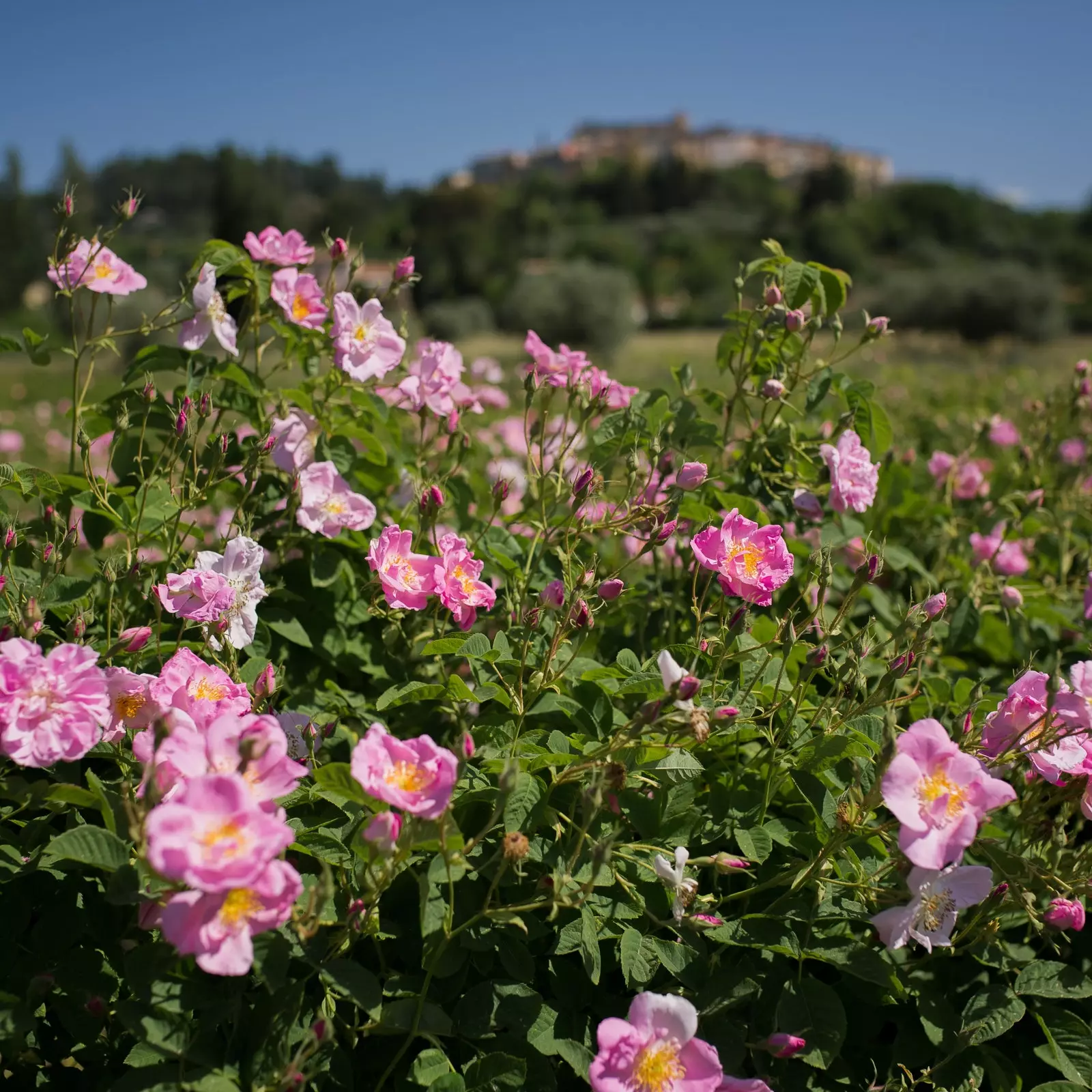 Berättelsen om hur Christian Diors passion för blommor fick honom att odla en trädgård