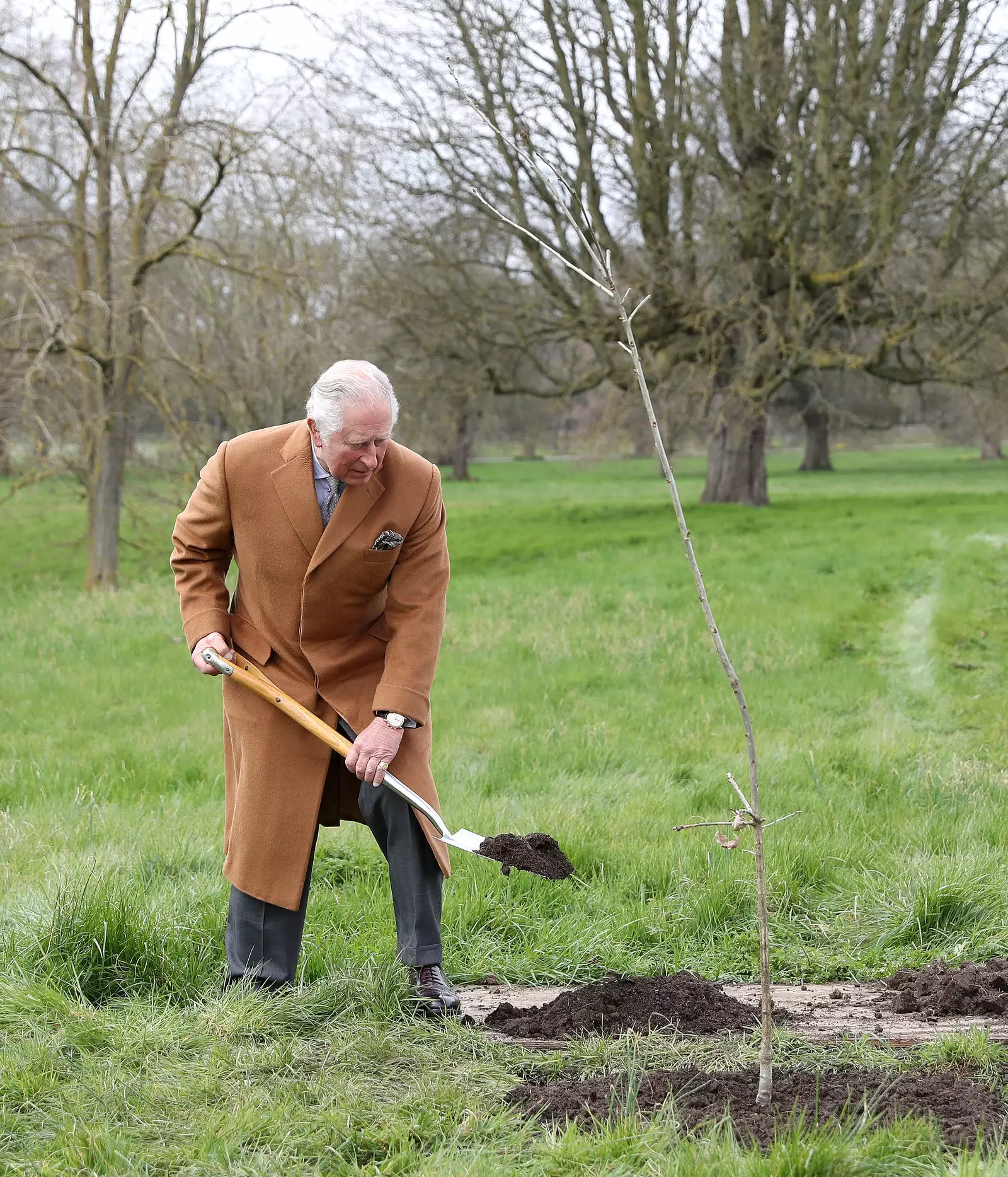 Prins Charles planterar ett träd.